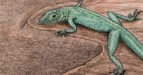 Discovering Previously Unknown Evolutionary Processes Of Green Lizards In The Mediterranean Qs