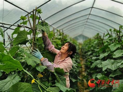 康縣碾垻鎮蔬菜產業助農走上小康路 每日頭條
