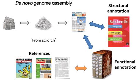 Slides An Introduction To Get Started In Genome Assembly And Annotation An Introduction To