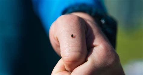 Lyme Disease Treatment Options Causes How To Prevent Dr Axe