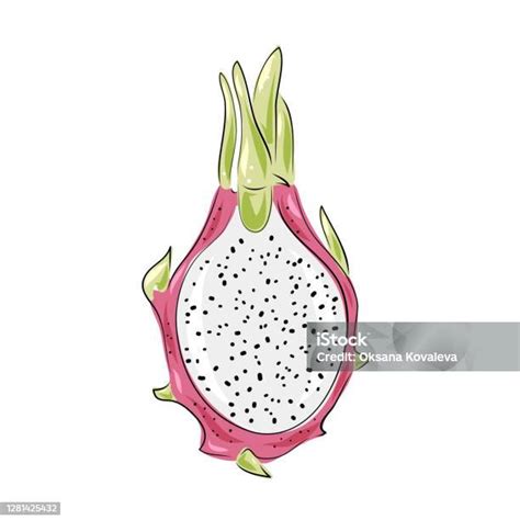 드래곤 과일 벡터 드로잉 손으로 그린 열대 음식 일러스트 핑크 여름 드래곤 프루츠 얇게 썬 동정 라벨 주스 포장 디자인 및 메뉴를 위한 식물 빈티지 스케치 건강한 식생활에
