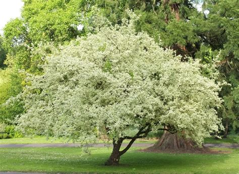 Cornus Mas Trees And Shrubs Online