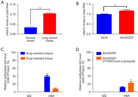 Id3 Is Positively Regulated By Ythdc2 In An M6a Dependent Manner A