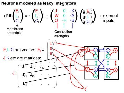 Ppt Computational Understanding Of The Neural Circuit For The Central Pattern Generator For