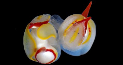 Sea Slug Mating Features A Stab In The Head