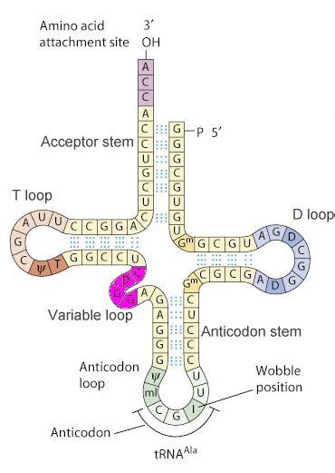 Trna Structure