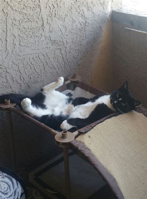Psbattle This Lounging Kitty R Photoshopbattles