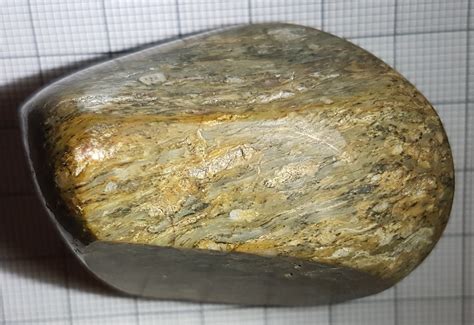 Permineralization Or Just Bad To The Bone Rock Fossil Id The Fossil Forum