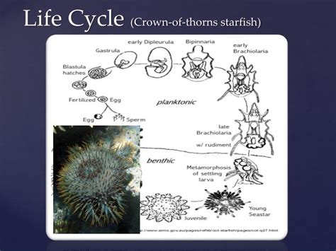 Ppt Echinoderms Powerpoint Presentation Id 6875427