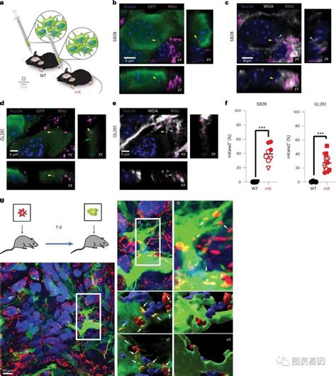 Nat Can 星形胶质细胞线粒体转移到胶质母细胞瘤促进其生长 知乎