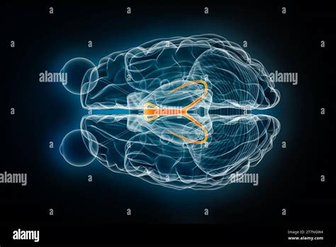 Fornix X Ray Superior Or Top View 3d Rendering Illustration Human