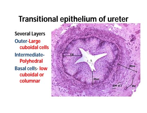 Urinary System Histology Note25615pdf