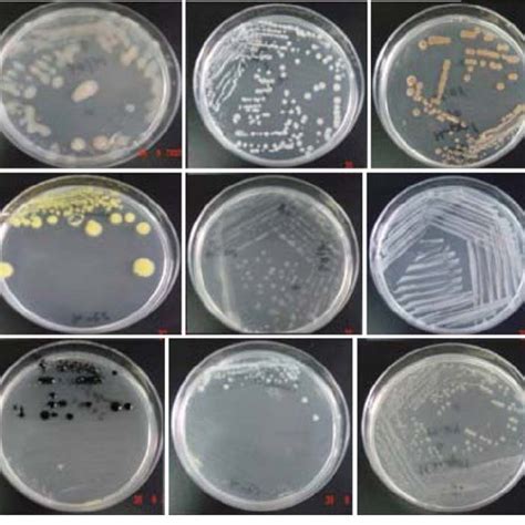 Pdf Characterization Of Rhizospheric Bacteria Isolated From Deschampsia Antarctica Desv