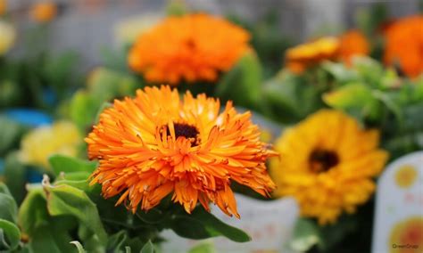 キンセンカ カレンデュラ の花言葉花が咲く季節や種類は HORTI ホルティ by GreenSnap