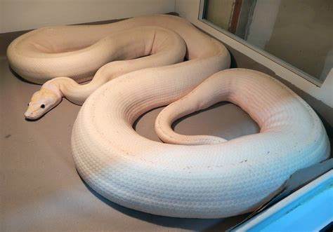 an ivory morph reticulated python r reallifeshinies