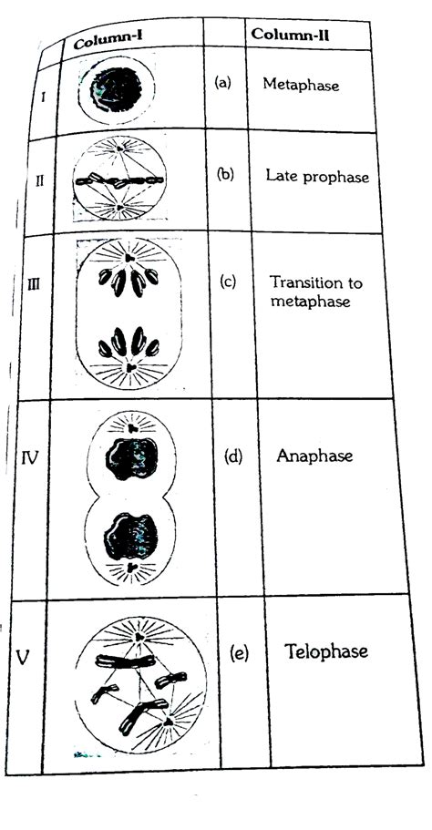 Match The Following Column I And Column Ii