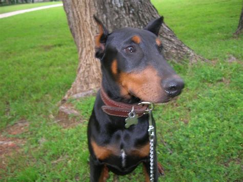 Xena The Doberman My Doberman Pinscher At Ther Park Josh Lopez