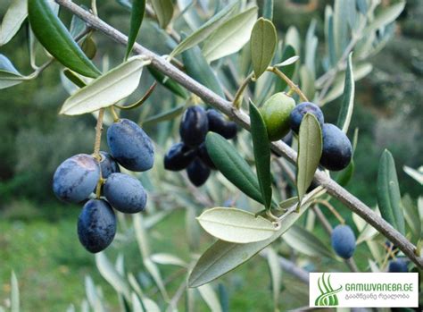 ზეთისხილი Zetisxili ზეთის ხილის ნერგი Zetis Xilis Nergi