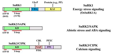 Structural Domains And Major Functions Of The Three Snrk Subfamilies Download Scientific
