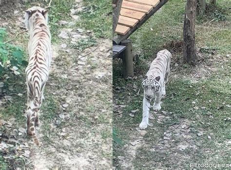 影／壽山動物園白老虎「皮包骨」 園方：吃不胖、角度問題 Ettoday寵物雲 Ettoday新聞雲