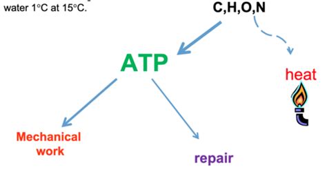 Exercise Lecture 2 Flashcards Quizlet