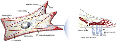 Physicists Model Cell Migration To Learn How Cancer Cells Navigate Tissue