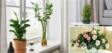 Які рослини притягують достаток багатство і захищають від нещасть назви і фото Oboz Ua