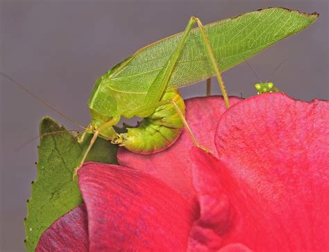 Common Garden Katydid The Australian Museum