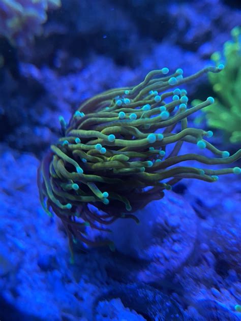 North Carolina Jester Torch Coral 300 Free Shipping Reef2reef