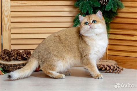 Британская золотая шиншилла купить в Москве Животные и зоотовары Авито