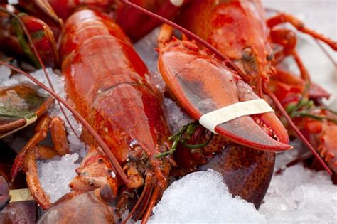 Types Of Shellfish Leaftv Types Of Shellfish Leaftv