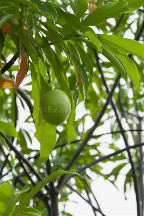 The Seeds Of A Tree With A Round Smooth And Glossy Surface Stock Image Image Of Landscape