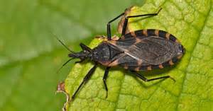 Chagas Disease Or Deadly Kissing Bug Disease Has Spread In The Us Heres What To Know