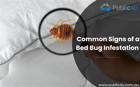 Common Signs Of A Bed Bug Infestation You Shouldn T Ignore