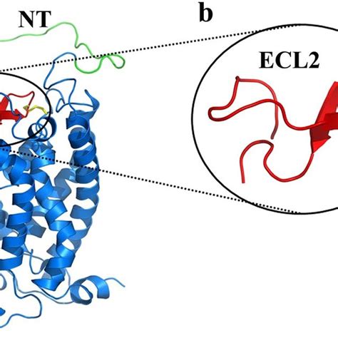 Pdf The Model Structures Of The Complement Component 5a Receptor C5ar Bound To The Native