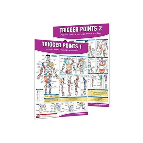 Buy Trigger Point Therapy Chart Poster Set Acupressure Charts Myofascial Trigger Points