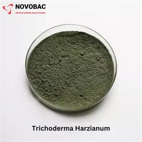 How Trichoderma Harzianum Works Against Fusarium Wilt And Powdery Mildew On Strawberry Plant