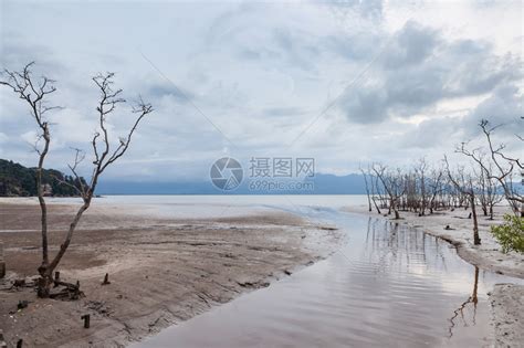 退潮时海滩上的死树和暴风云高清图片下载 正版图片507256774 摄图网