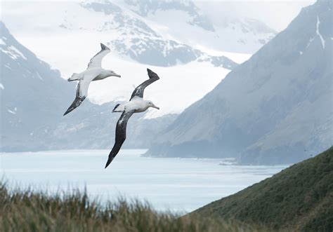 Albatrosses Flying In Antarctica
