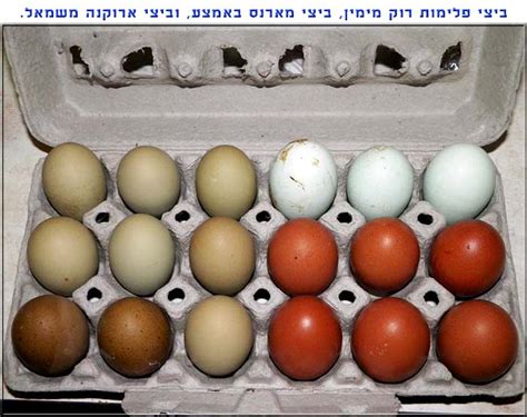 ביצי תרנגולת צבעוניות