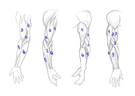 Learn To Draw Arms Once And For All GVAAT S WORKSHOP