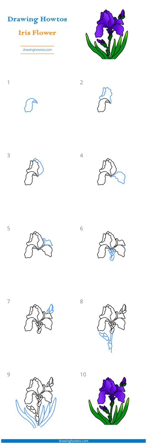 how to draw iris flowers step by step easy drawing guides drawing