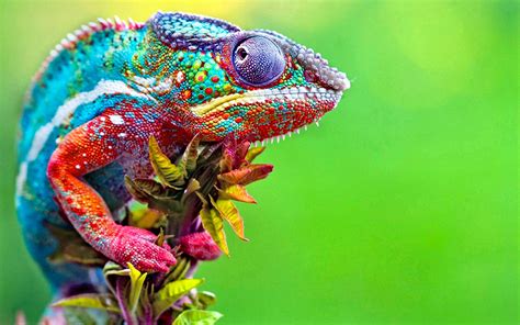 Chameleon Wallpapers Top Free Chameleon Backgrounds Wallpaperaccess