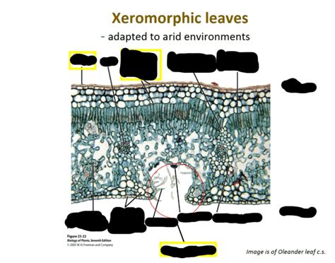 Xeromorphic Leaf Identification Quiz
