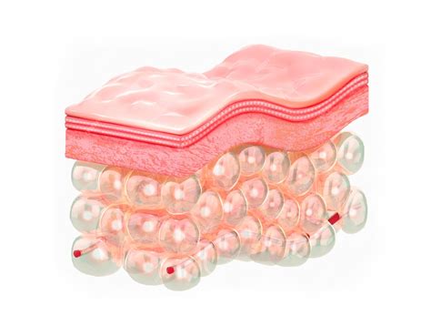 Premium Photo Human Skin 3d Illustration Volumetric Layers Of Human Skin With Subcutaneous Fat