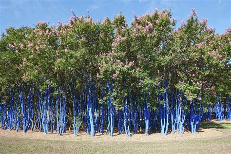 Blue Trees Inspire New Views Of Nature