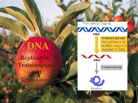 PPT DNA Replication Transcription And Translation Structure Of DNA And RNA DNA