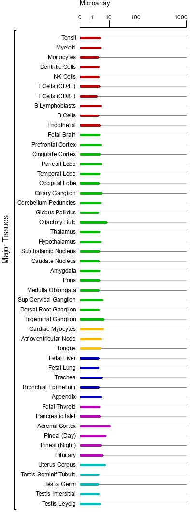 Ddr2 Gene Genecards Ddr2 Protein Ddr2 Antibody Ddr2 Gene Genecards Ddr2 Protein Ddr2 Antibody