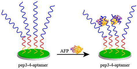 A Brief Review Of Aptamer Based Biosensors In Recent Years