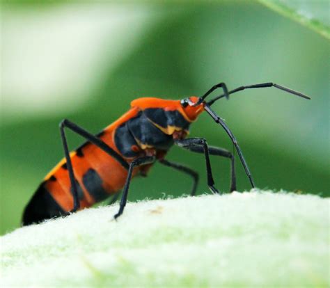 What Do Milkweed Bugs Eat At Cody Schlater Blog